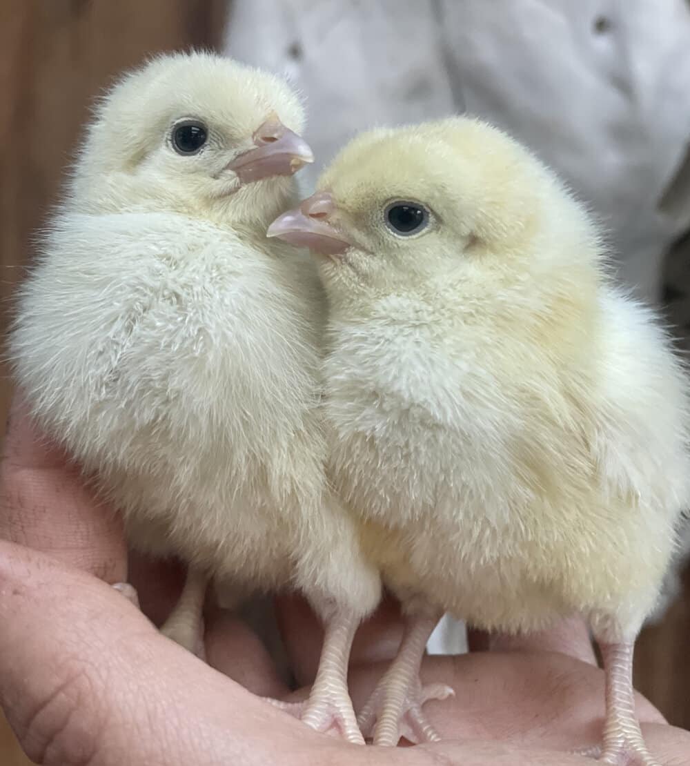 White American Bresse Chicks Straight Run – NORTH STAR FARMS