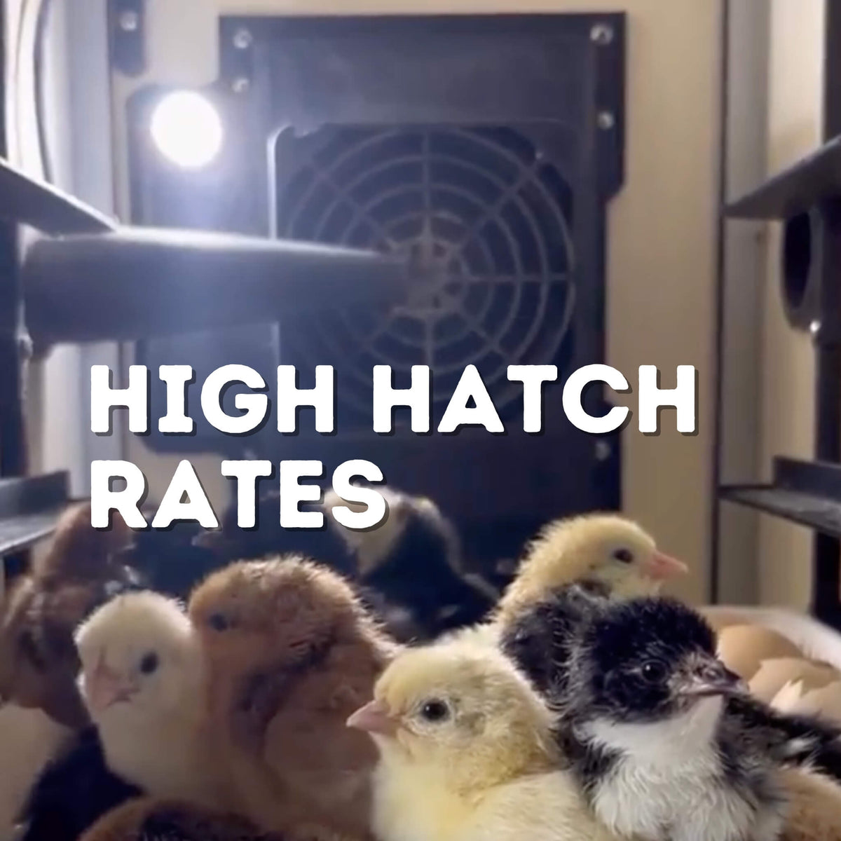 CT120 SH - Egg Incubator - Setter & Hatcher – NORTH STAR FARMS